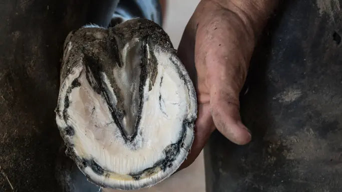 Hoof Trimming Tools | Maneline Cambridge NZ