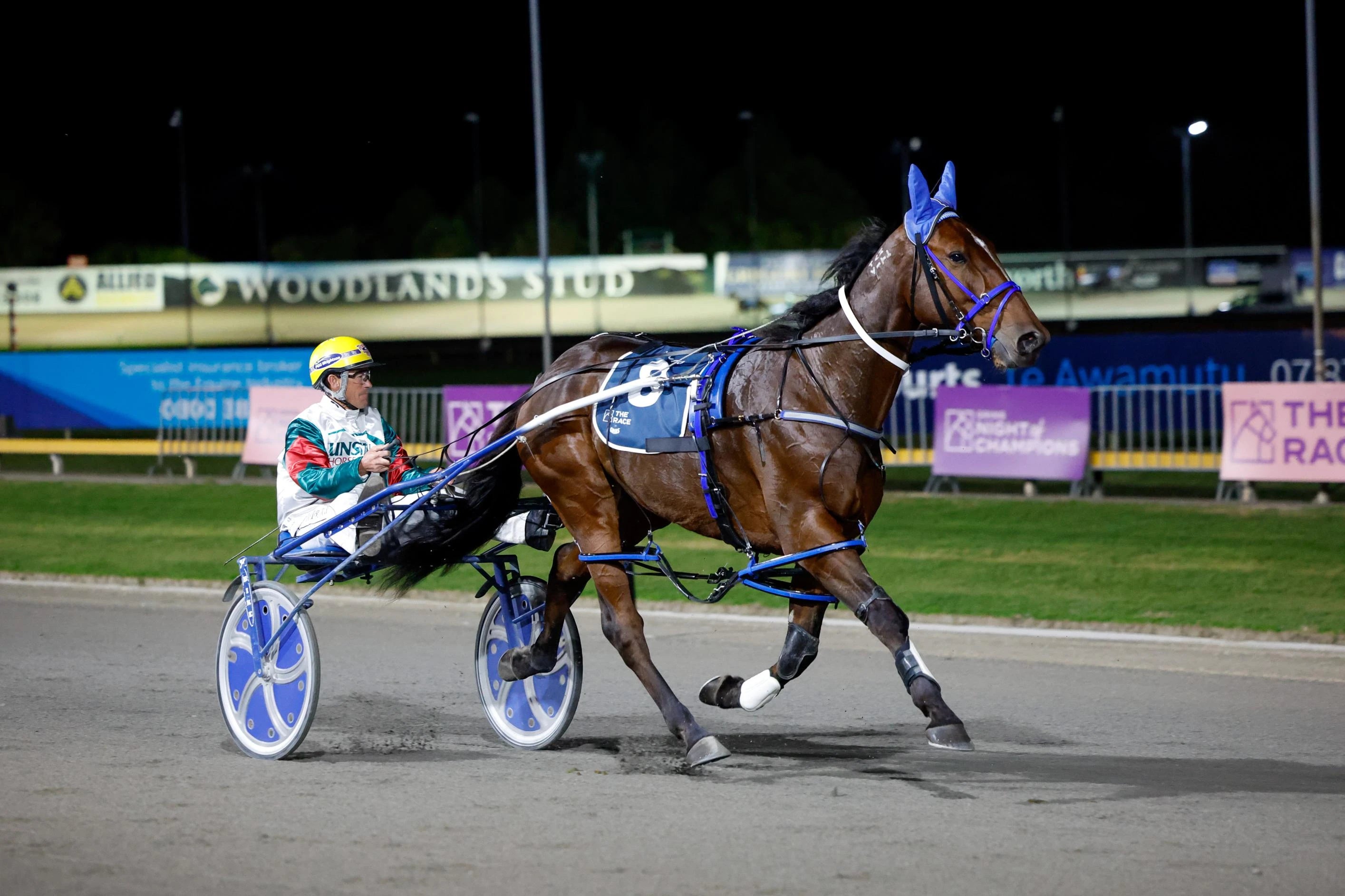 Trotting Horse Collection | Maneline Cambridge