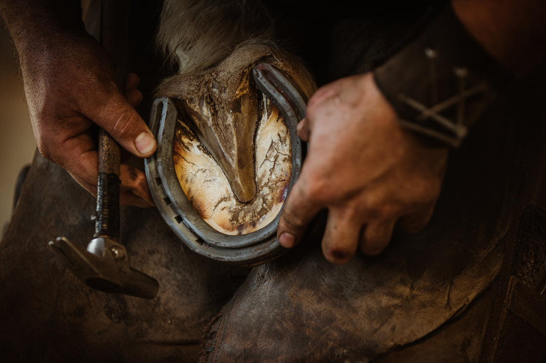 Contact Us | Maneline Cambridge - Farrier Supplies New Zealand